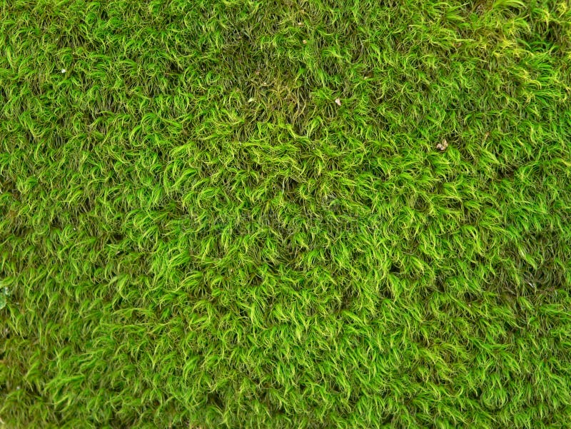 Green Moss Texture Background Stock Image - Image of background, plants ...