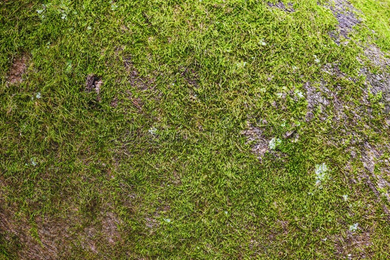 Wetland Texture Seamless Stock Photos - Free & Royalty-Free Stock ...