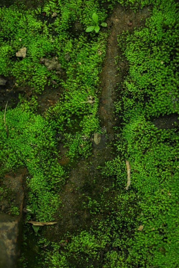 Green Moss Texture Background from Above Stock Image - Image of color ...