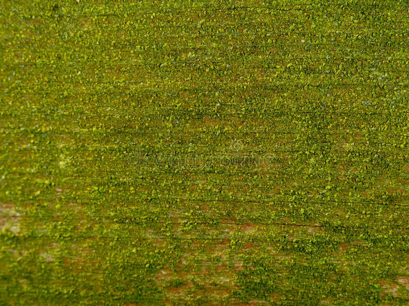 Green Moss Texture Background Stock Photo - Image of meadow ...