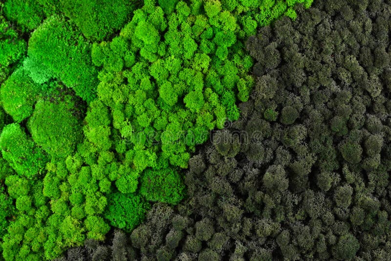 Green Moss Texture Background Stock Image - Image of moss, wallpaper ...