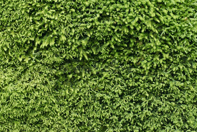Green Moss Texture. Background Stock Photo - Image of flora, plant ...