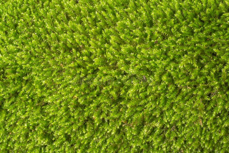 Green moss texture stock photo. Image of decorative - 127507582