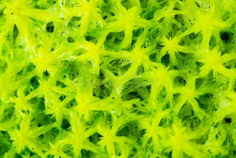 Green Moss Texture Close Up. Stock Photo - Image of shape, decoration ...