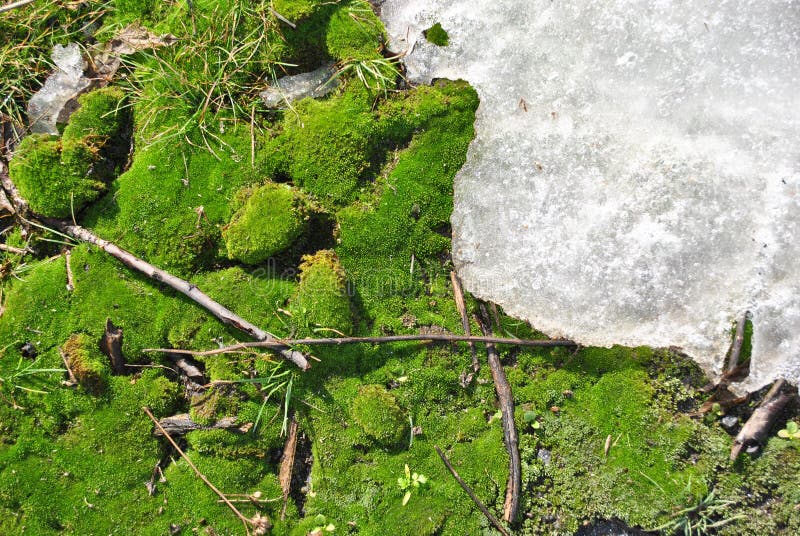 Green Moss Texture and Melting Ice, Soft Blurry Background Close Up ...