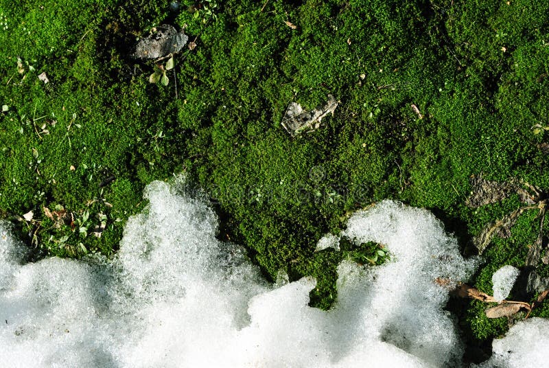 Green Moss Texture and Melting Ice, Soft Blurry Background Stock Image ...