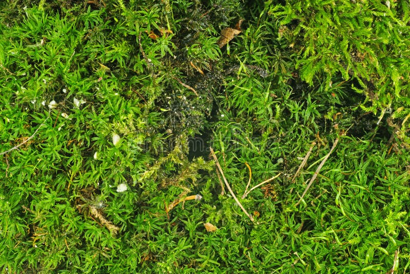 Green moss.Texture stock image. Image of bright, forest - 209856373