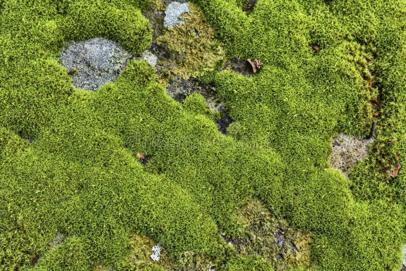 Green Moss Texture Natural Bacground Close Up View Stock Photo - Image ...