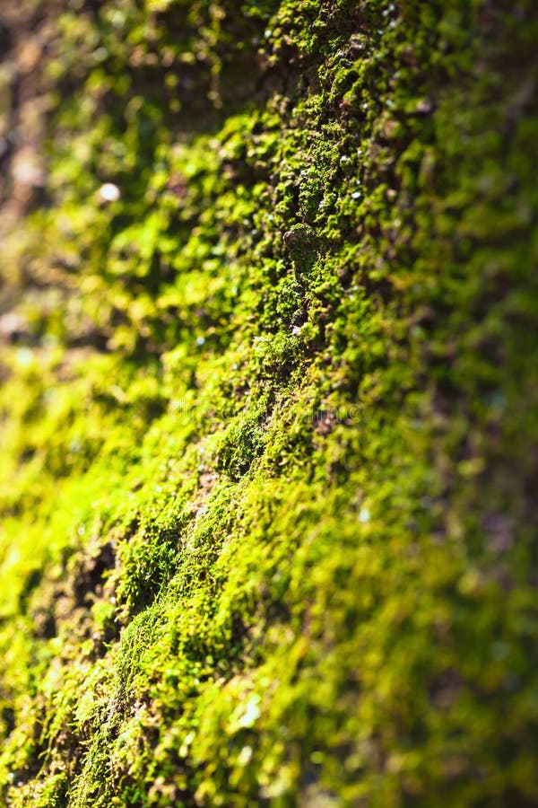 Green Moss Texture and Shadow Stock Photo - Image of leaves, closeup ...