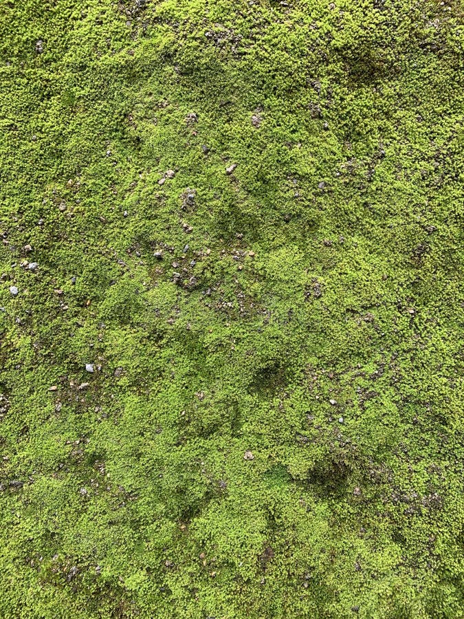 Green Moss Texture on the Top of Rough Concrete Wall Stock Image ...