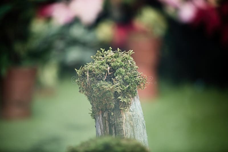 Green Moss on a Thick Dry Branch Stock Photo - Image of botanical ...