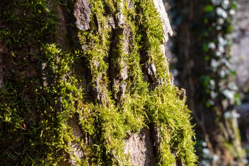 Green moss on tree stock image. Image of environment - 263408399
