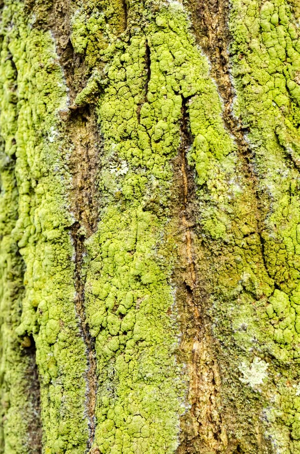 Green Moss on Tree Bark stock image. Image of growing - 245009193