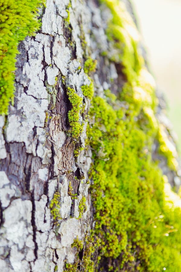 Green moss on tree bark stock image. Image of pattern - 74142791