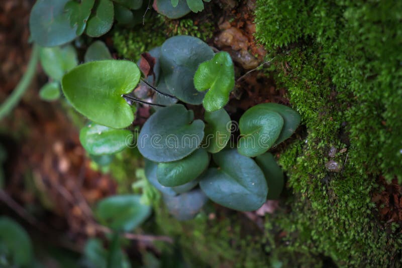 Green Moss and Plant on a Tree Stock Photo - Image of garden, flora ...
