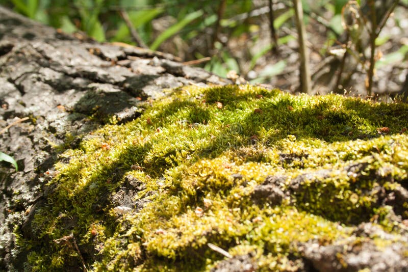 Green moss on a tree stock photo. Image of bark, mossy - 131311732