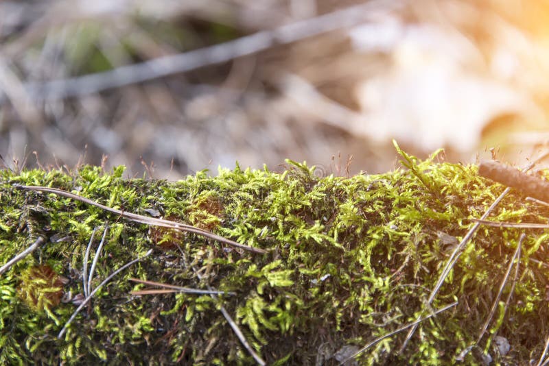 Green Moss on a Tree in the Forest Stock Image - Image of moss ...