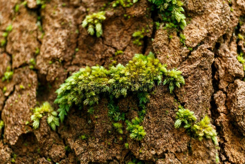 Green moss on tree stock image. Image of moss, plant - 179295861