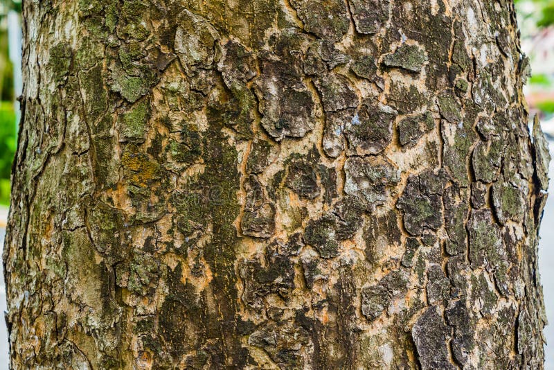 Green Moss on the Tree, Old Grey Bark Tree Texture Stock Image - Image ...