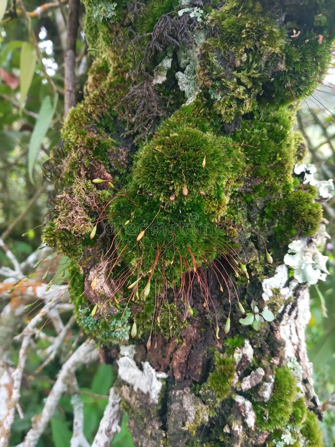 Green Moss on Tree, Small Algae Plants on Tree Stock Photo - Image of ...