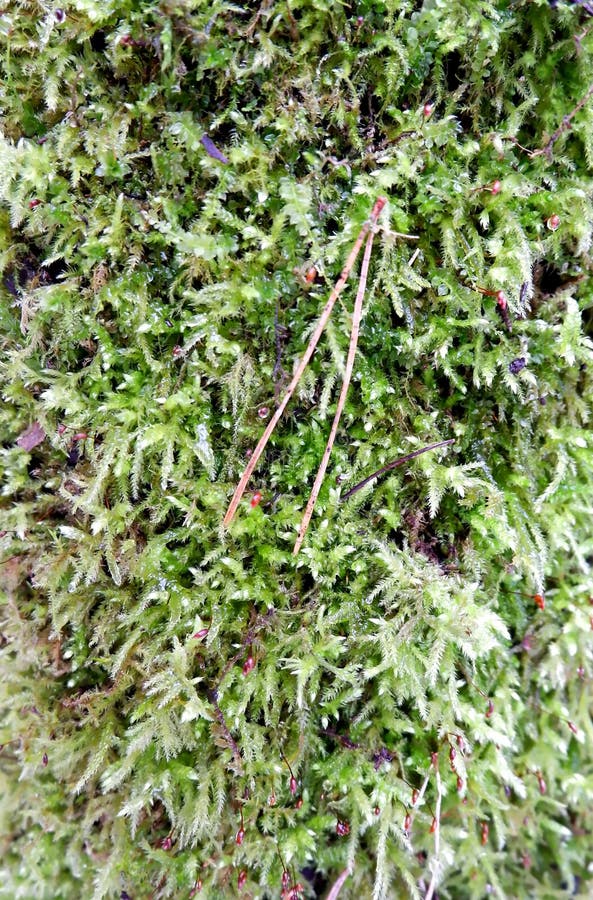 Green Moss on a Tree in the Spring Stock Image - Image of green ...