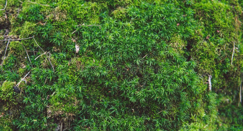 Green Moss on the Tree, Green Moss Texture Stock Photo - Image of flora ...
