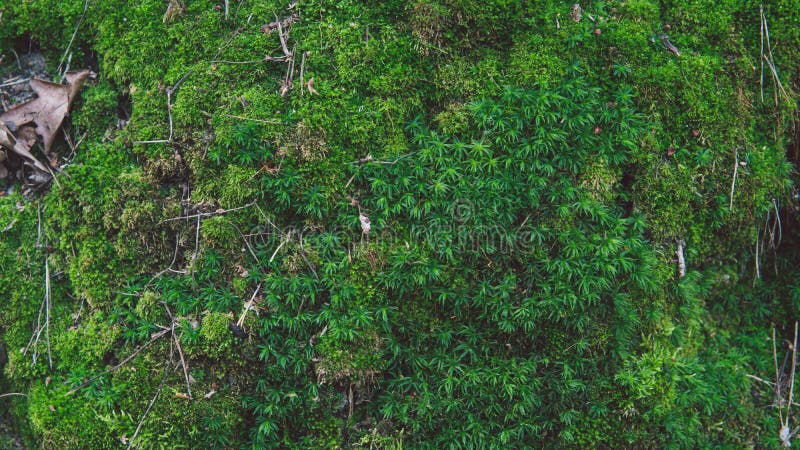 Green Moss on the Tree, Green Moss Texture Stock Photo - Image of ...