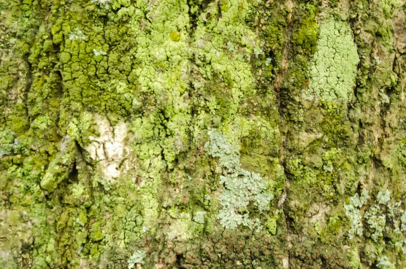 Green Moss on Tree Texture stock photo. Image of plant - 245008776
