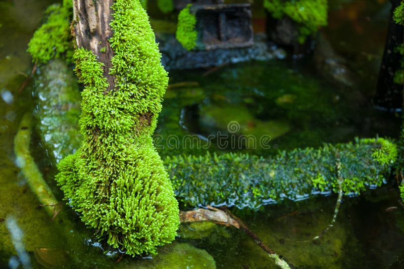 Green Moss in Tropical Forest Stock Photo - Image of japan, outdoor ...
