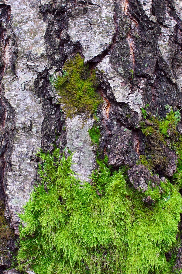 Green Moss on the Trunk of Birch Tree Stock Photo - Image of tree ...