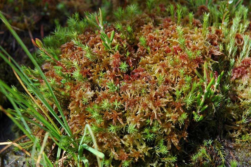 Green moss, turf bog stock image. Image of field, closeup - 67477789