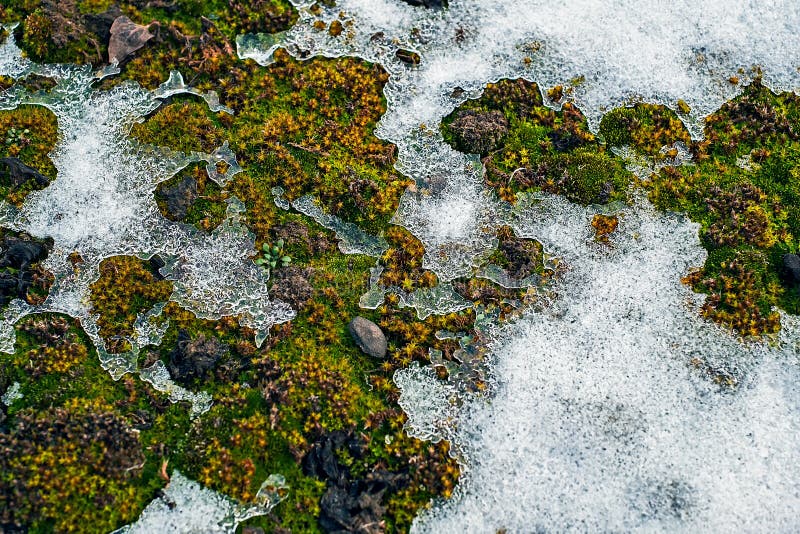 Moss under the snow stock image. Image of foliage, grass - 101461013
