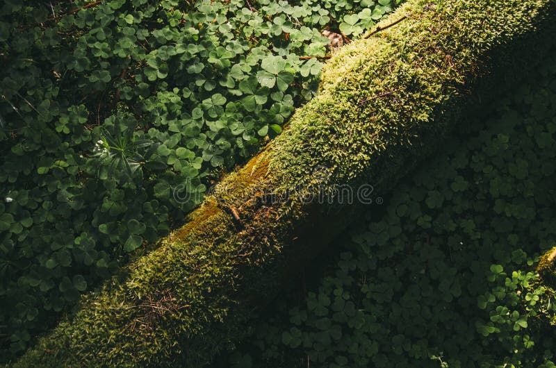 Green Moss and Vegetation on Forest Floor Stock Image - Image of trunk ...