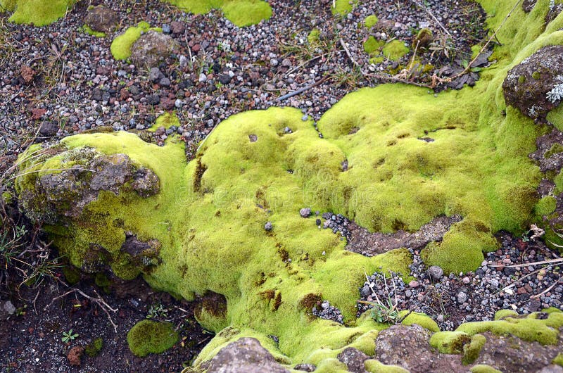 Green Moss on the Volcanic Rock in the Nature Stock Photo - Image of ...