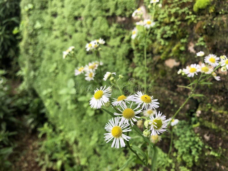 Green Moss Wall,fresh Daisy Flower Stock Image - Image of moss, wall ...