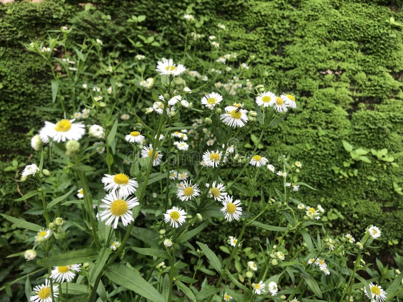 Green Moss Wall,fresh Daisy Flower Stock Photo - Image of focus, flower ...