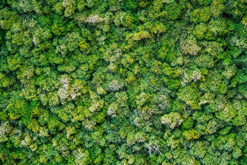 Green moss wall. stock image. Image of outdoor, texture - 215755931