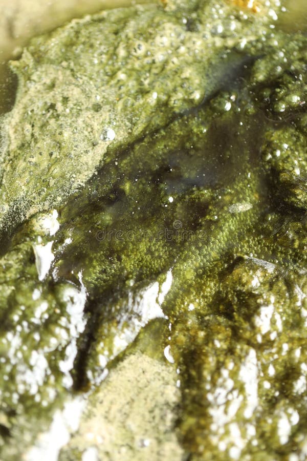 Green Moss in the water stock photo. Image of water - 253468536