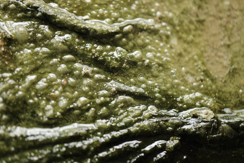 Green Moss in the water stock photo. Image of pool, abstract - 253468588