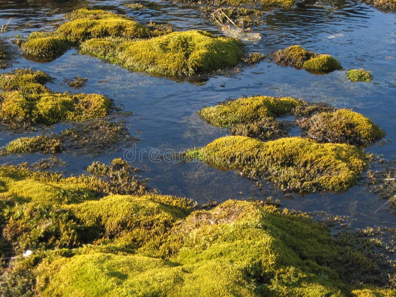 Green Moss In Water Picture. Image: 5863750