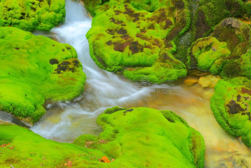 Green Moss with Water Stream Stock Image - Image of gunma, marsh: 21145931