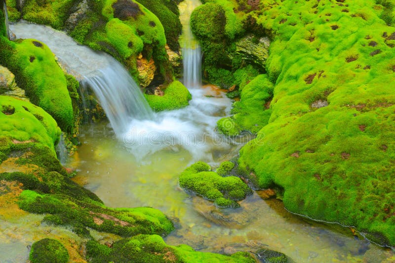 Green Moss with Water Stream Stock Image - Image of fresh, bracing ...