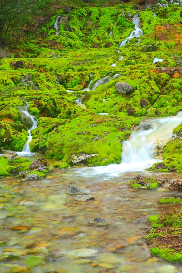 Green Moss with Water Stream Stock Image - Image of freshness, fall ...