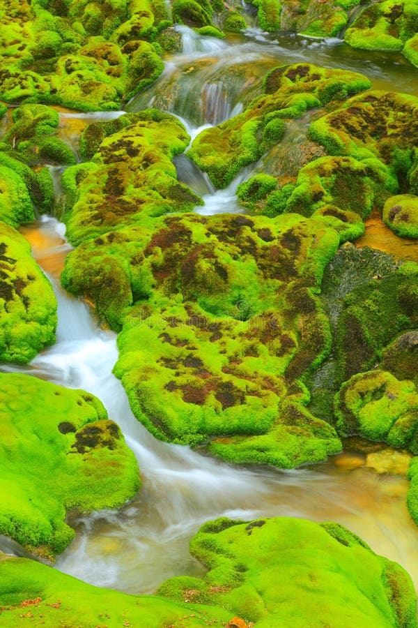 Green Moss with Water Stream Stock Image - Image of gush, natural: 23435105