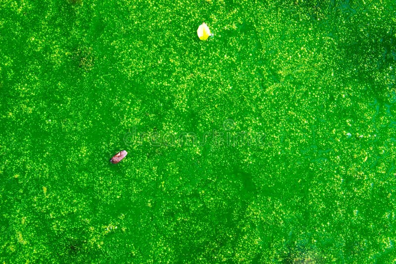 Green Moss on the Water Surface Stock Photo - Image of plant, natural ...