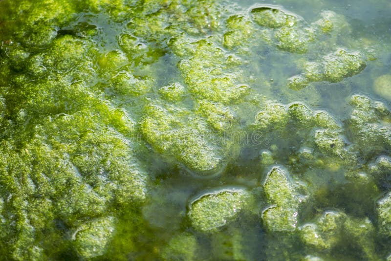 Green Moss in Water - Moss Texture, Background Stock Image - Image of ...