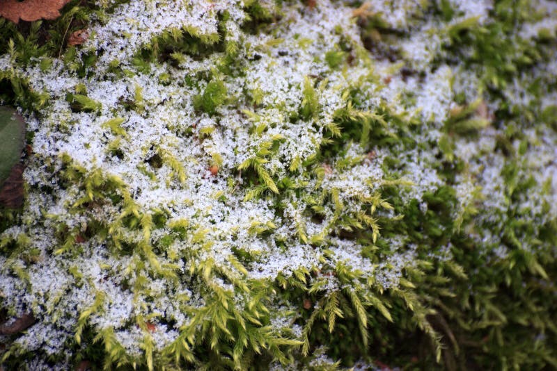 Green Moss, Which Was Covered with the First Snow in Autumn. Winter is ...