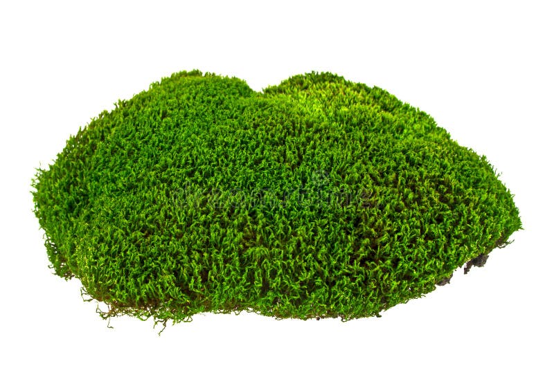 Green Moss on White Background Stock Image - Image of green, soil ...
