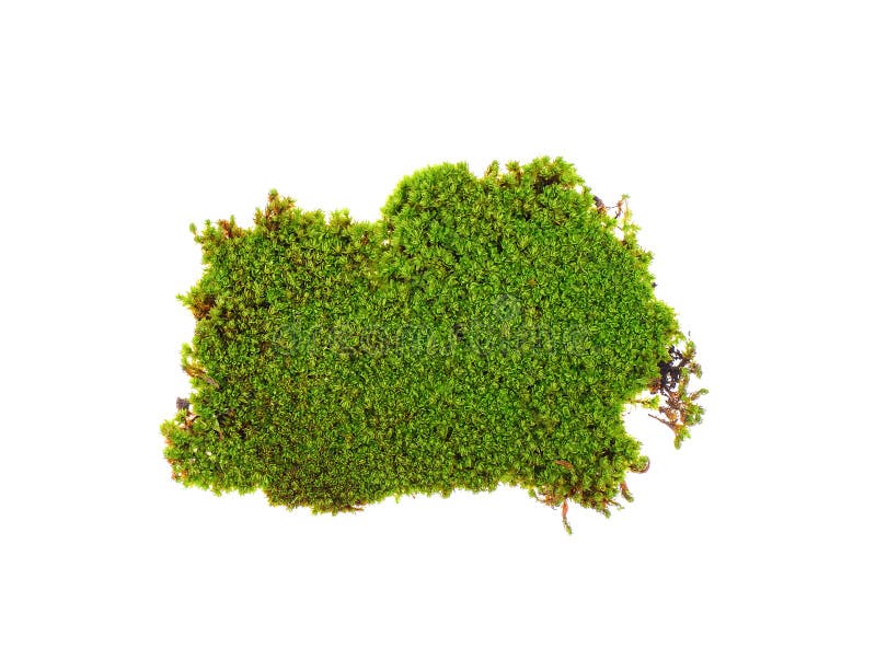 Green Moss on White Background Stock Photo - Image of studio, fresh ...