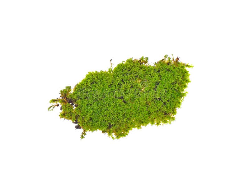 Green Moss on White Background Stock Image - Image of detail, green ...